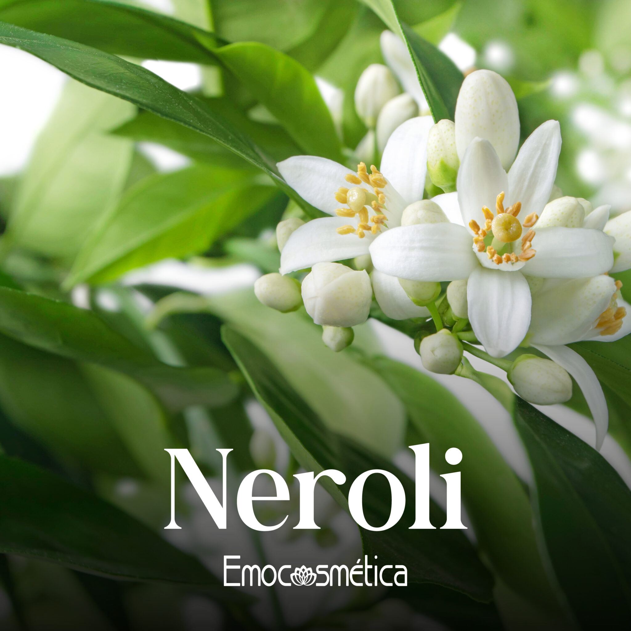 Neroli: que és y propiedades